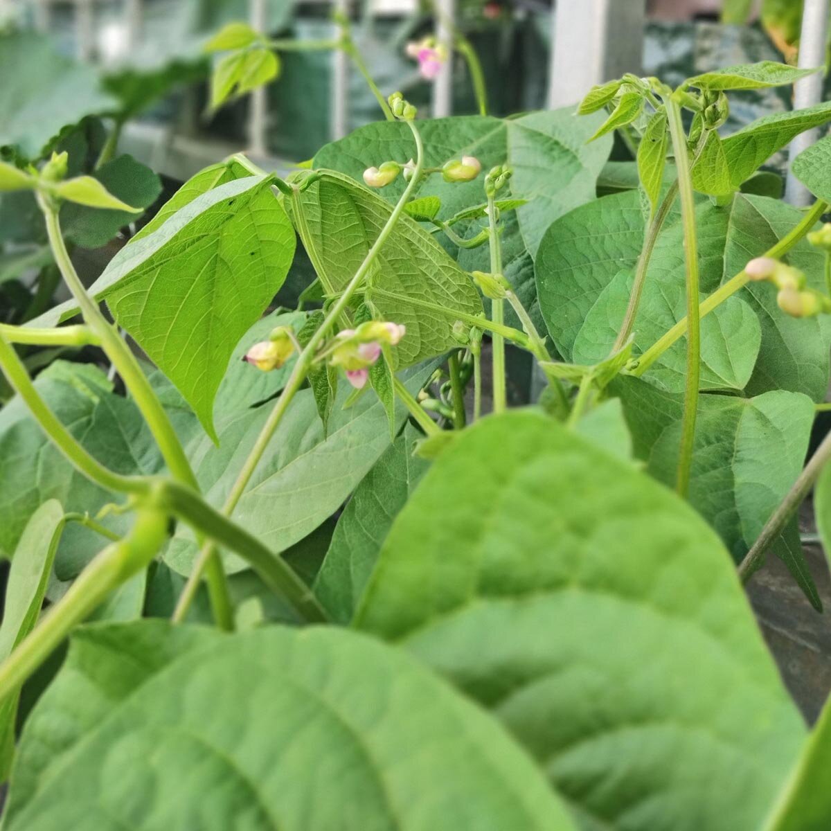 Dwarf Bush Bean 'Delinel' (Phaseolus vulgaris) seeds