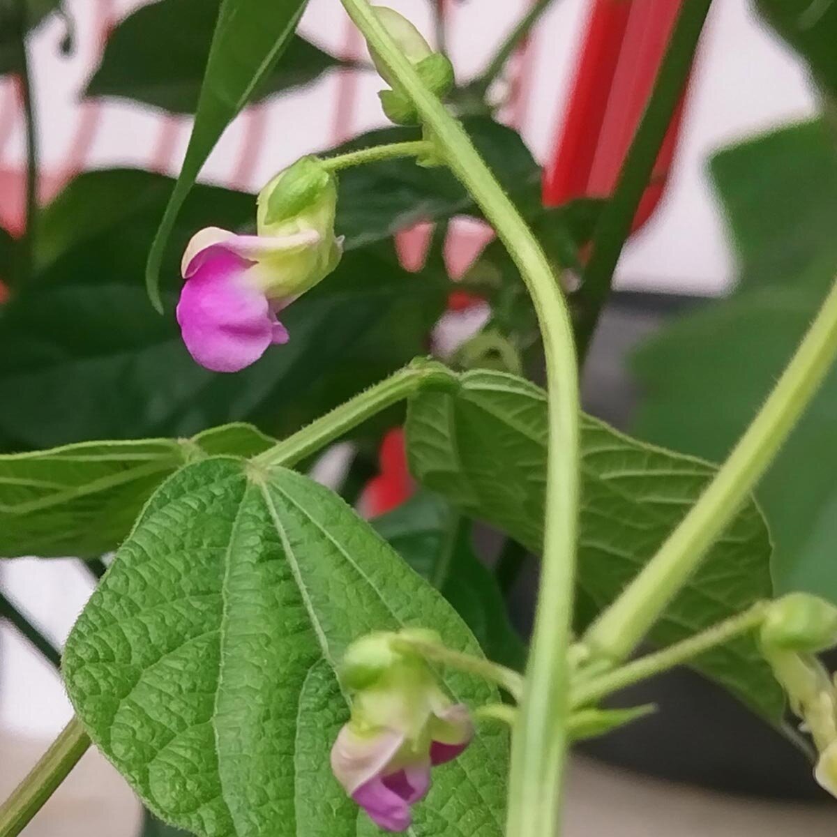 Dwarf Bush Bean 'Delinel' (Phaseolus vulgaris) seeds