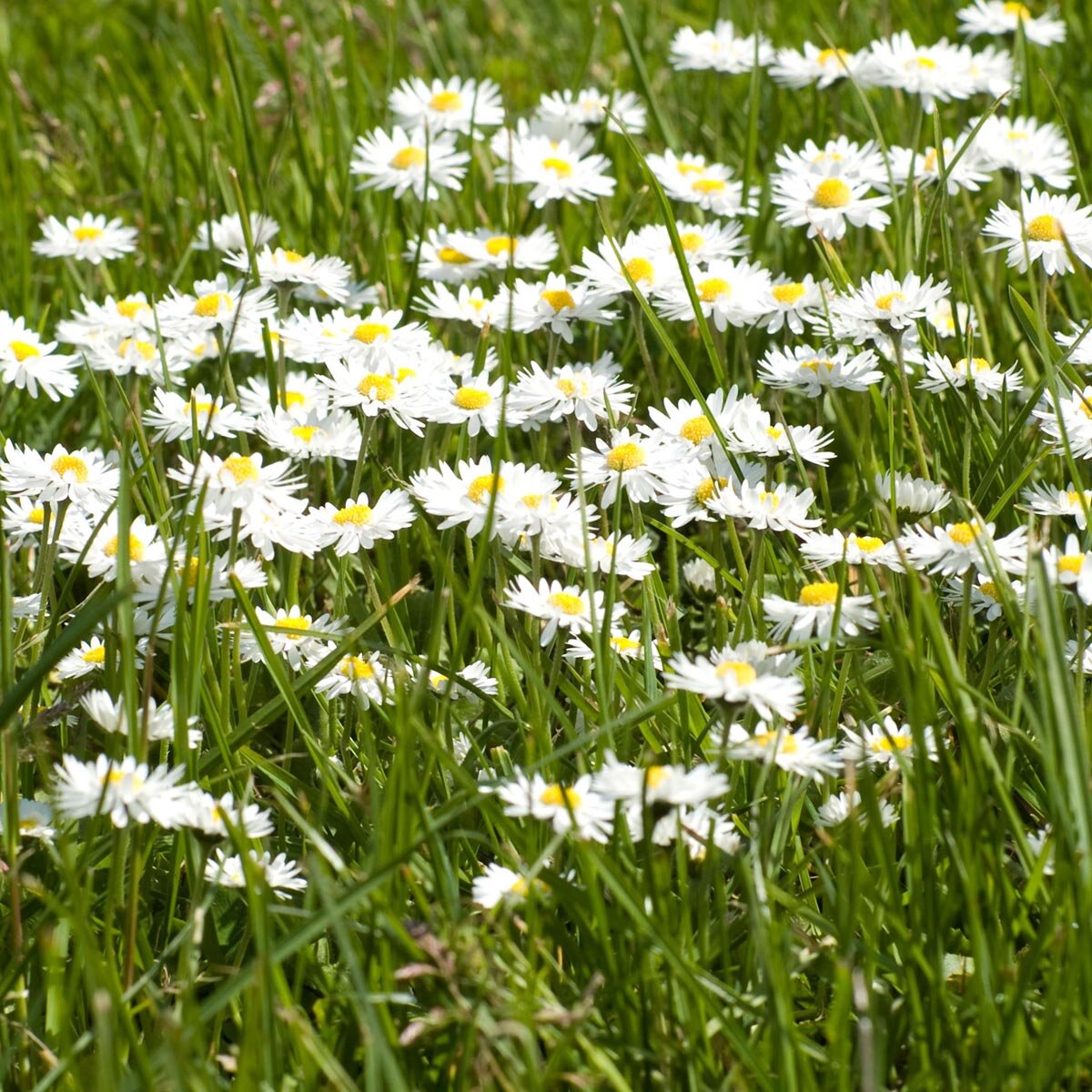 Lawn Daisy (Bellis perennis) - approx. 1000 seeds