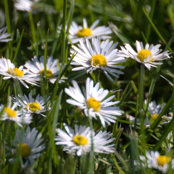 Lawn Daisy (Bellis perennis) - approx. 1000 seeds