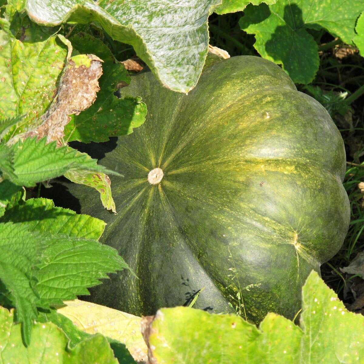 Pumpkin 'Musquée de Provence' (Cucurbita moschata) seeds