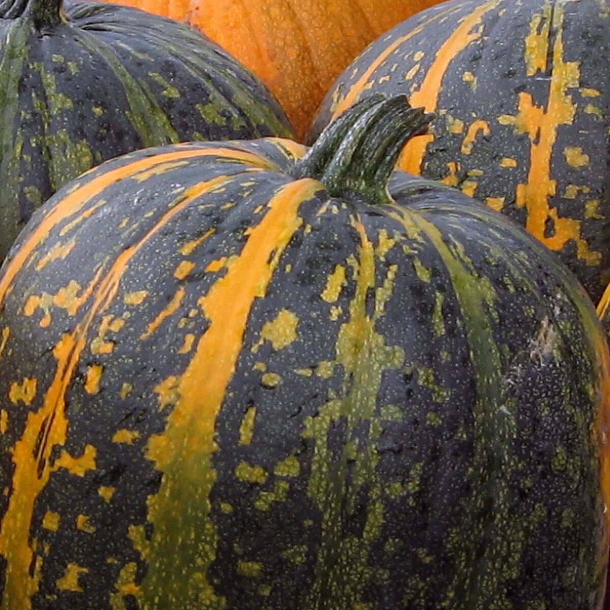 Styrian oil pumpkin 'Herakles' (Cucurbita pepo var. styriaca) seeds