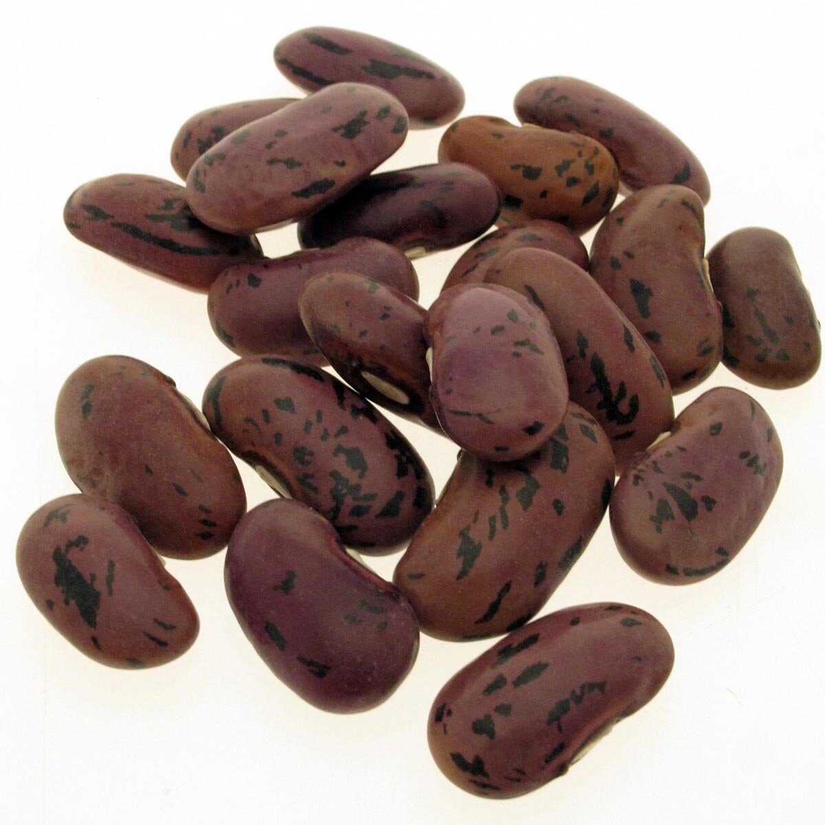 Runner Bean 'Prizewinner' (Phaseolus coccineus) seeds