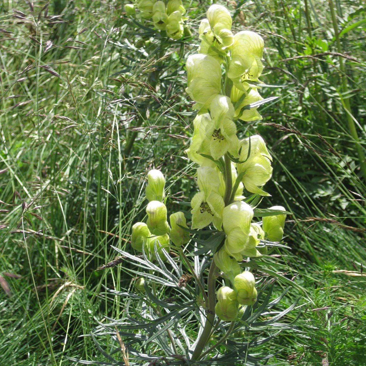 Yellow Monkshood Seeds - Rare Alpine Poisonous Plant