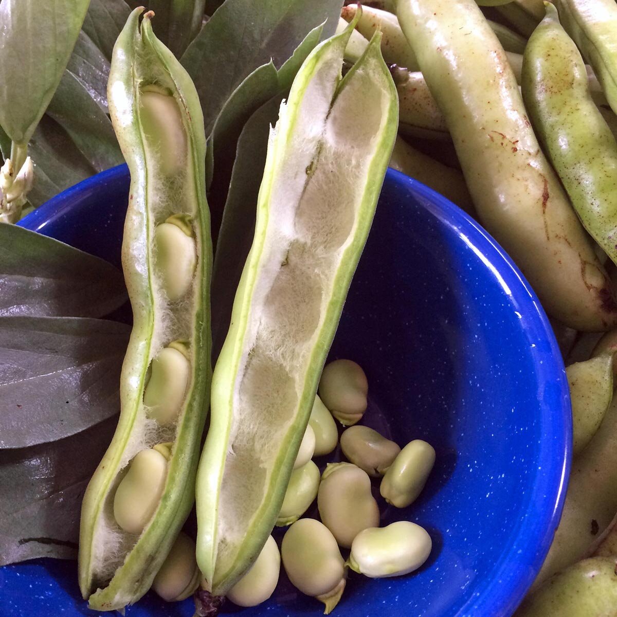 Fava Bean 'Hangdown Grünkernig' (Vicia faba) seeds