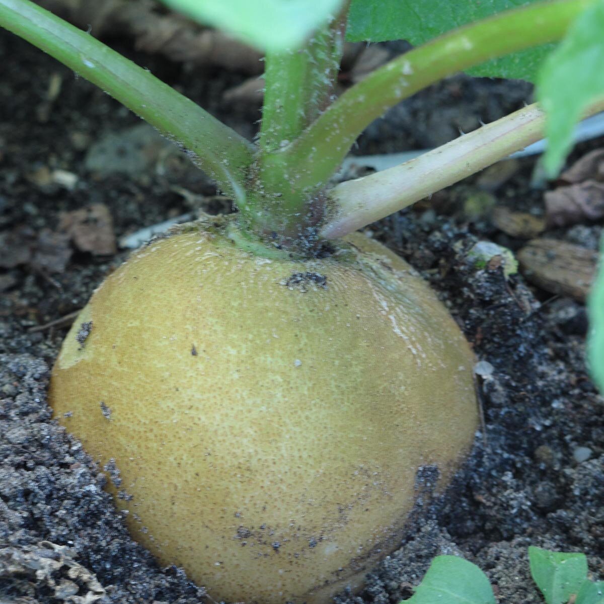 Black Round Radish 'Runder Schwarzer Winter' (Raphanus sativus) seeds
