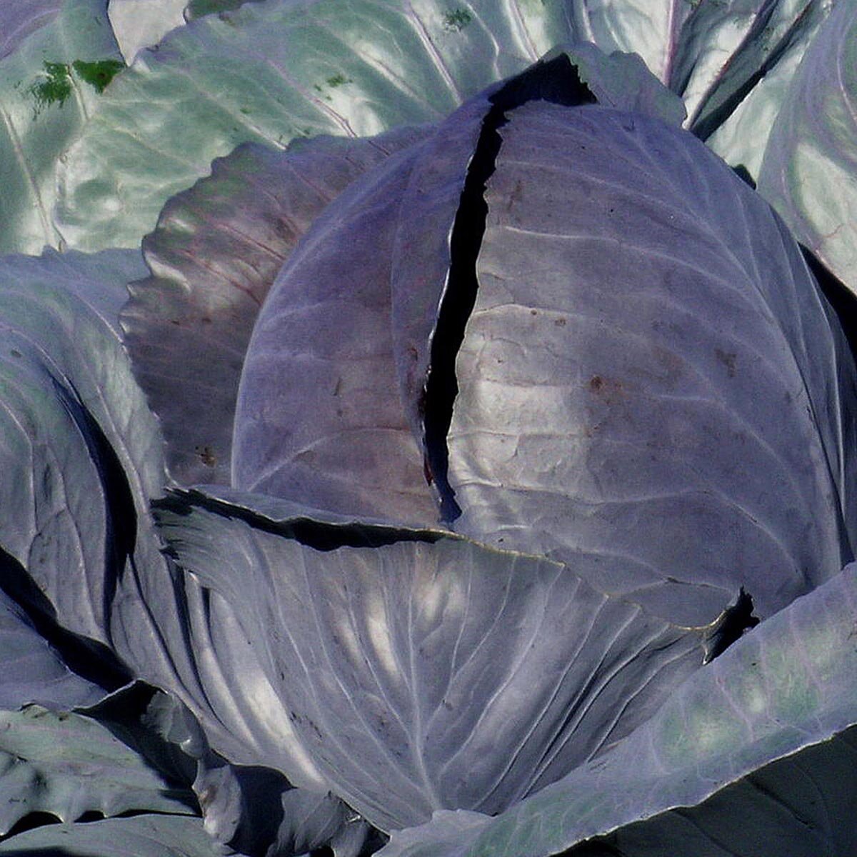 Red Cabbage 'Schwarzkopf' (Brassica oleracea var. capitata f. rubra) seeds