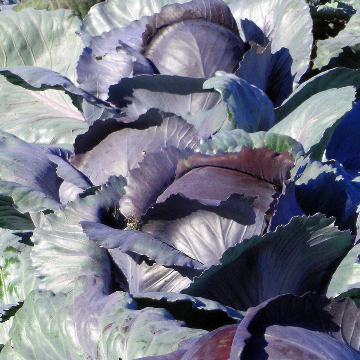 Red Cabbage 'Schwarzkopf' (Brassica oleracea var. capitata f. rubra) seeds