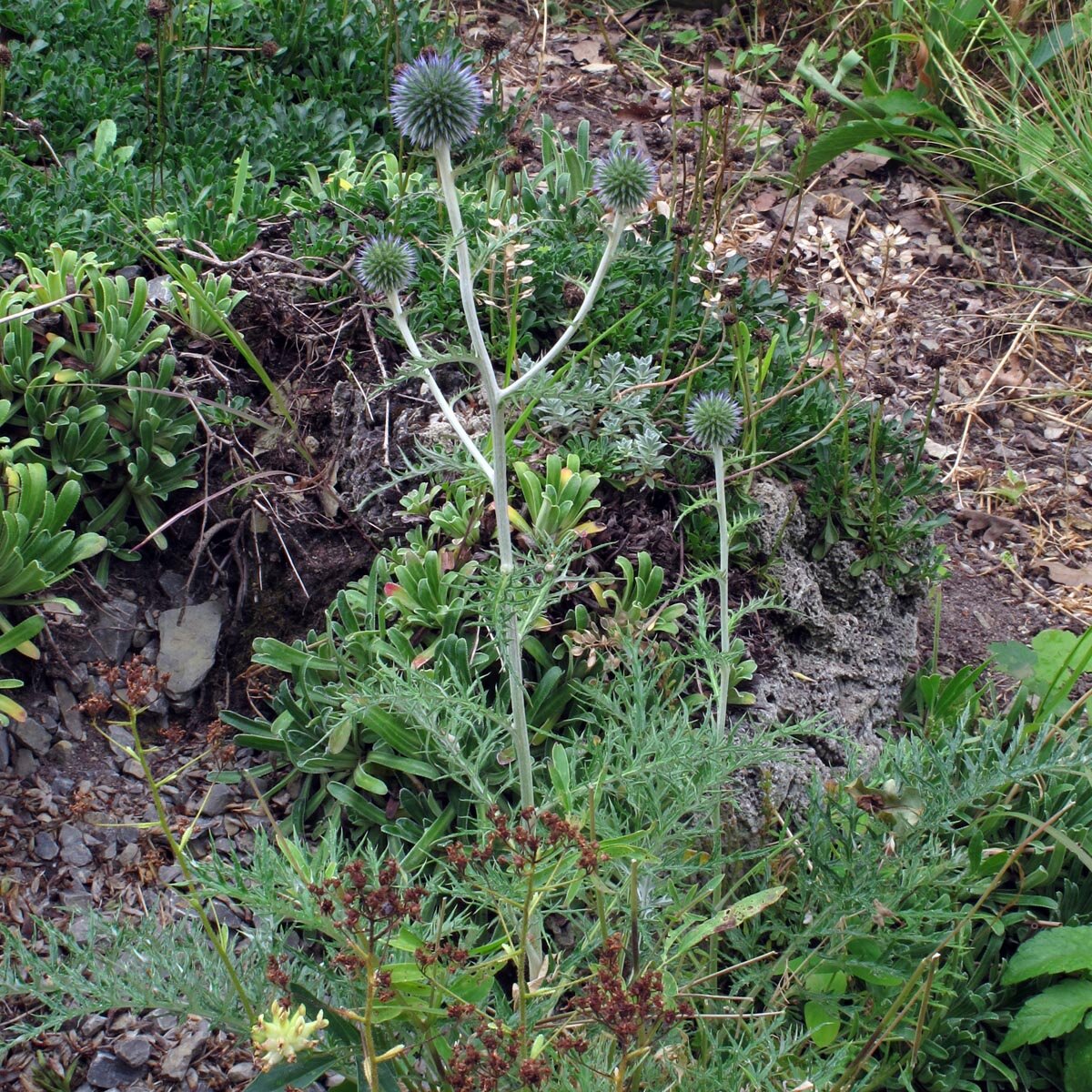 Southern Globethistle (Echinops ritro) seeds