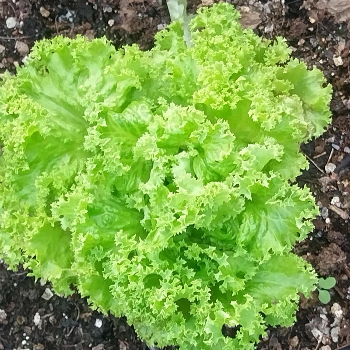Green Coral Lettuce 'Lollo Bionda' (Lactuca sativa var. crispa) seeds