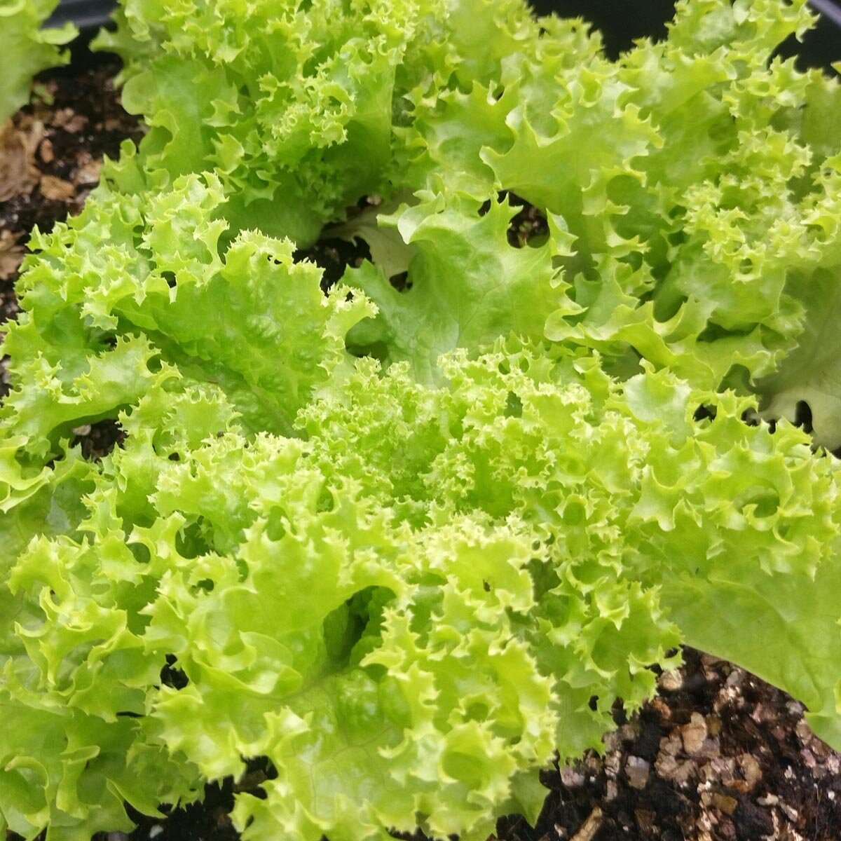 Green Coral Lettuce 'Lollo Bionda' (Lactuca sativa var. crispa) seeds
