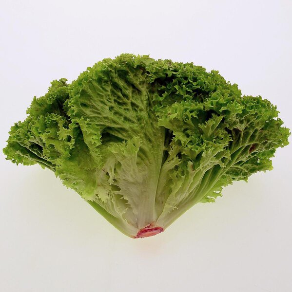 Green Coral Lettuce 'Lollo Bionda' (Lactuca sativa var. crispa) seeds