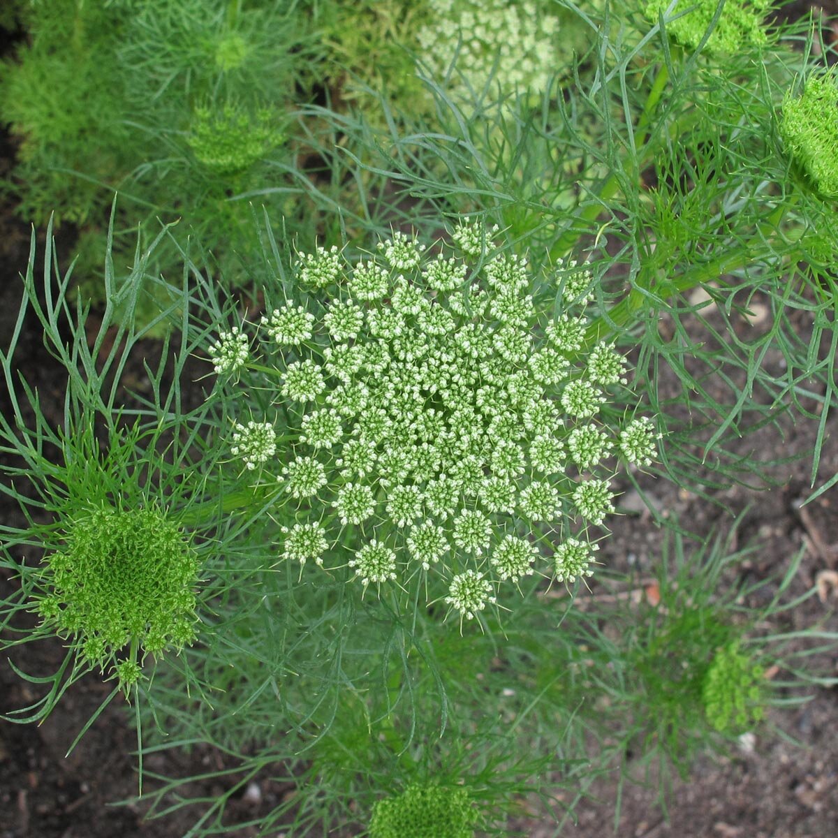 Khella / Toothpick-Plant (Ammi visnaga) seeds