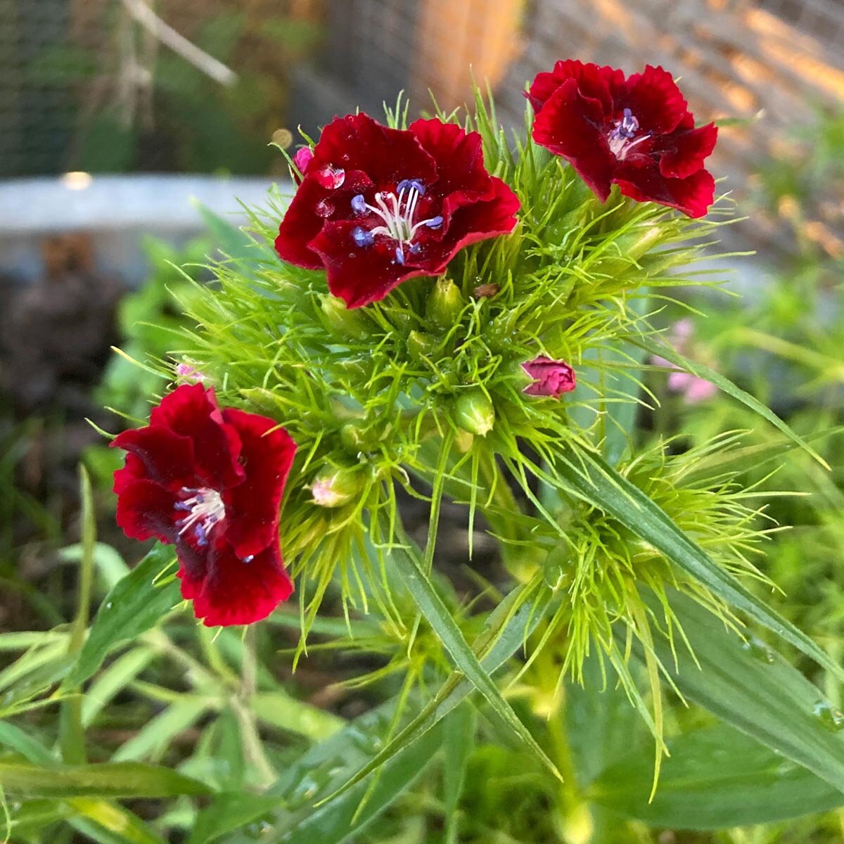 Dianthus Barbatus Seeds