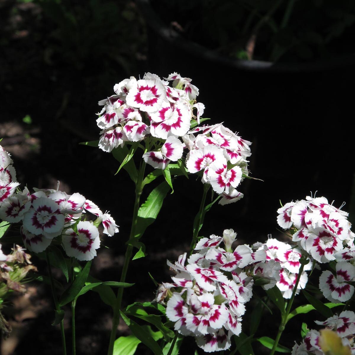 Sweet William (Dianthus barbatus) seeds