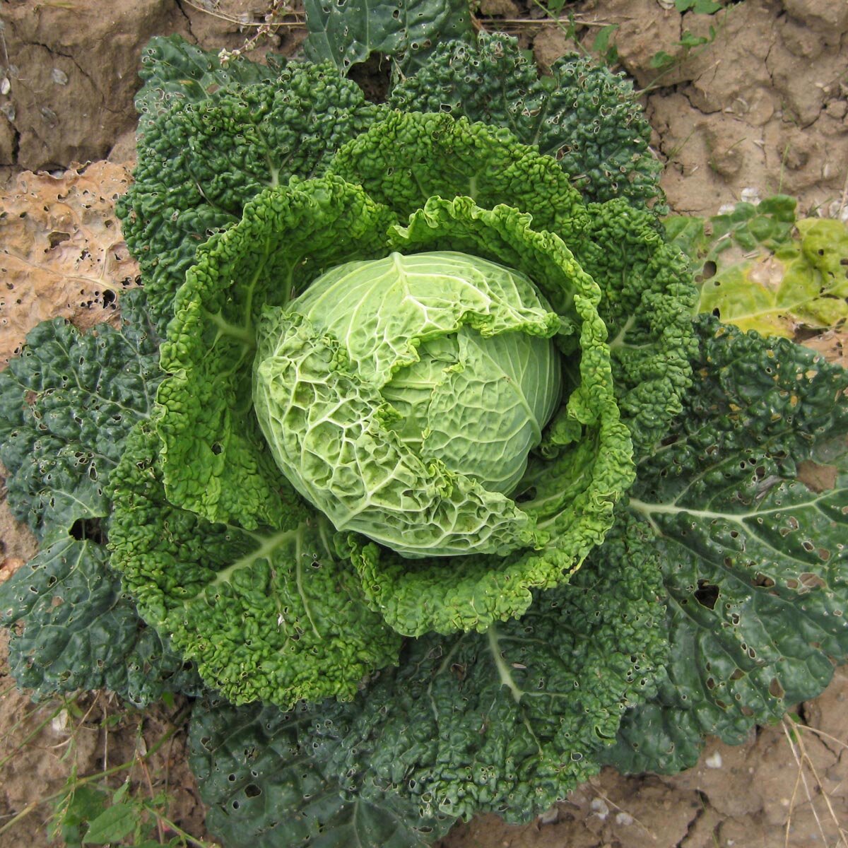 May Savoy Cabbage 'Vertus' (Brassica oleracea convar. capitata var ...