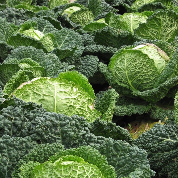 May Savoy Cabbage 'Vertus' (Brassica oleracea convar. capitata var ...