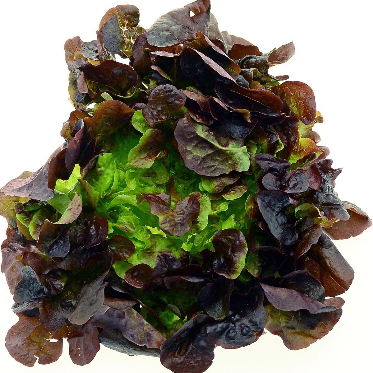 Green Coral Lettuce 'Lollo Bionda' (Lactuca sativa var. crispa) seeds