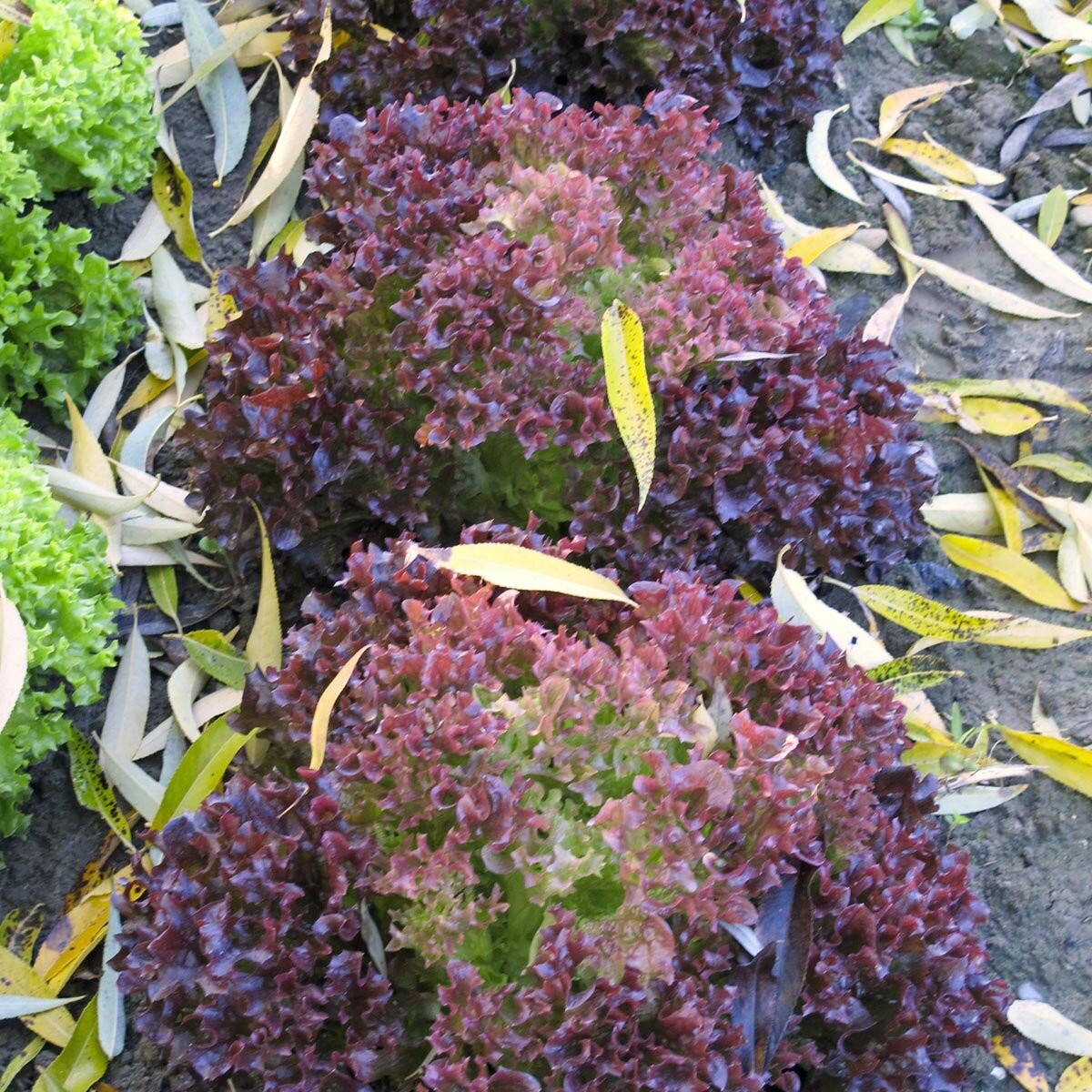 Red Coral Lettuce 'Lollo Rossa' (Lactuca sativa var. crispa) seeds