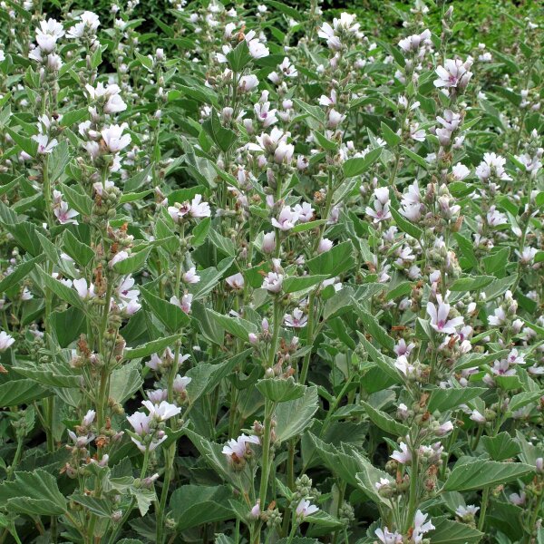 Marshmallow Plant Medicinal Uses Marsh Mallow Herb Seeds (Althaea ...