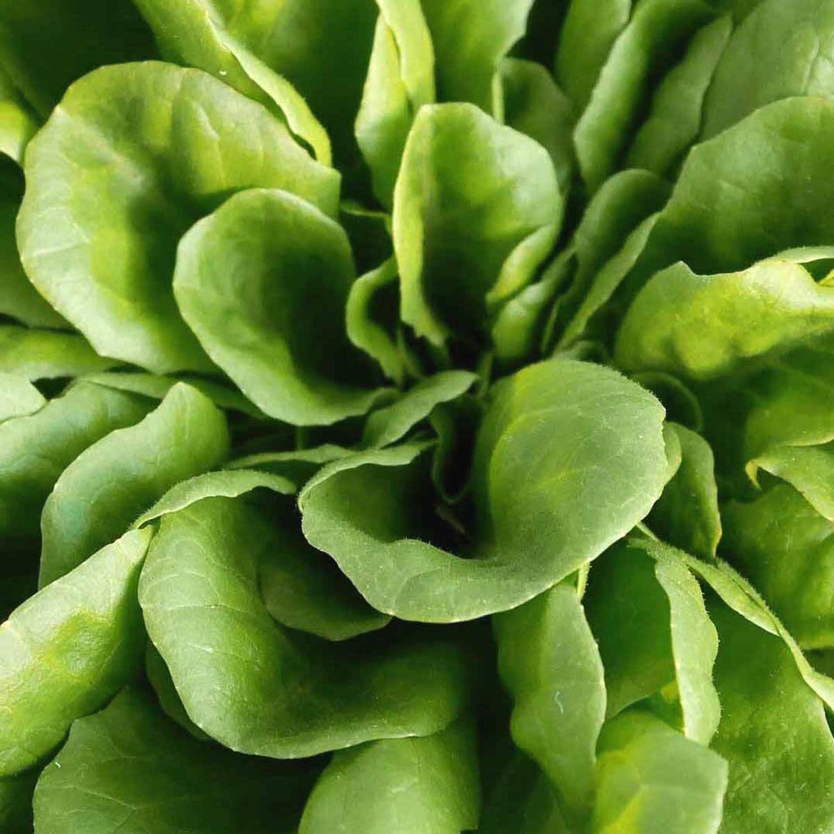 Green Coral Lettuce 'Lollo Bionda' (Lactuca sativa var. crispa) seeds
