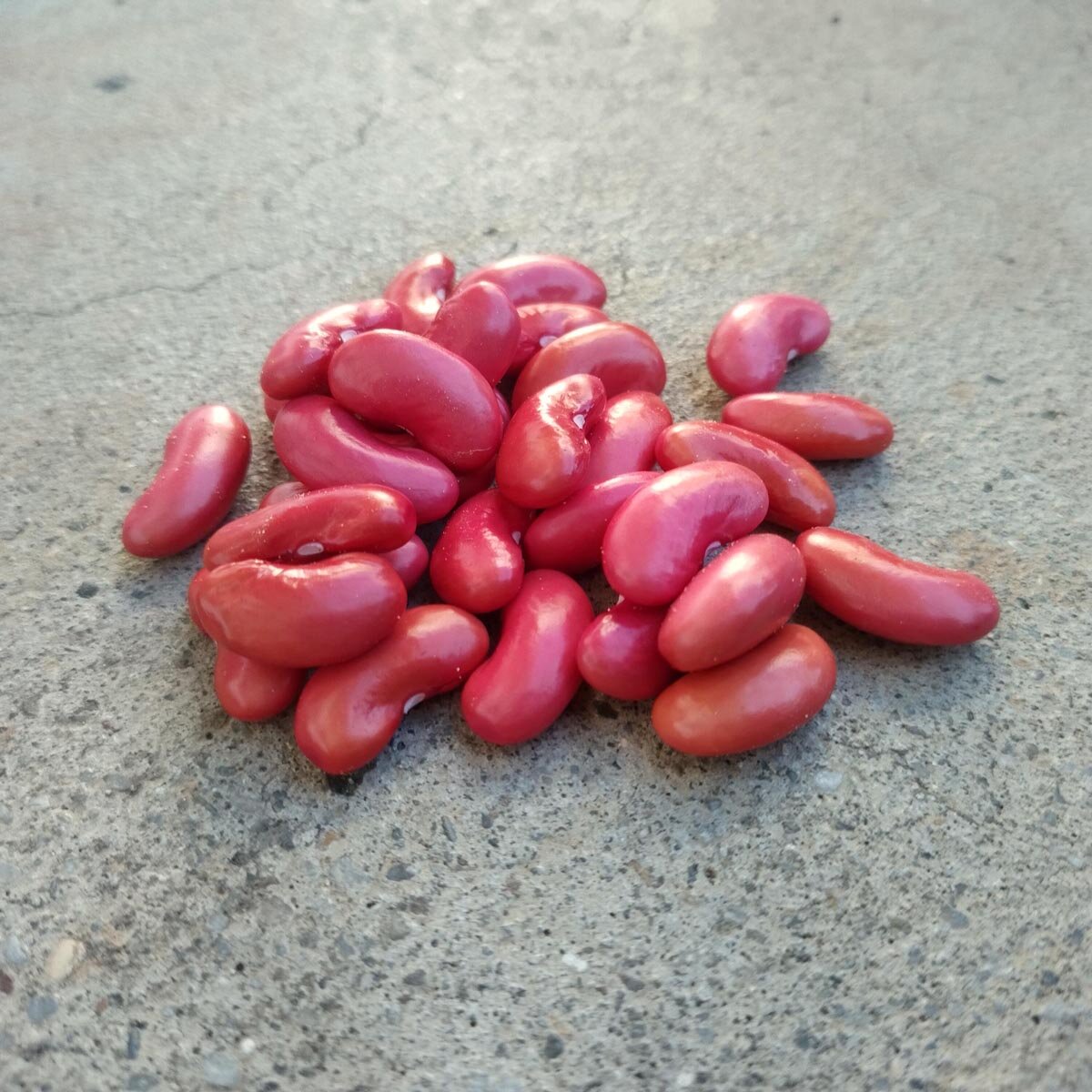 Snap Bean / Dwarf French Bean 'Canadian Wonder' (Phaseolus vulgaris ...