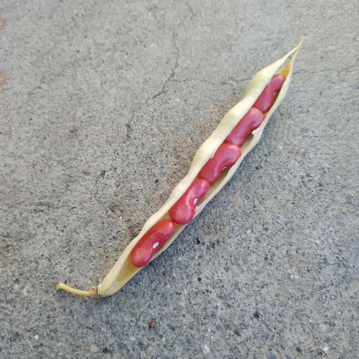 Snap Bean / Dwarf French Bean 'Canadian Wonder' (Phaseolus vulgaris) organic seeds