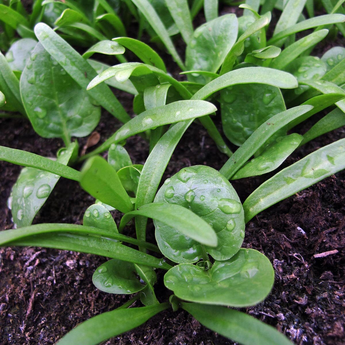 Spinach 'Matador' (Spinacia oleracea) seeds