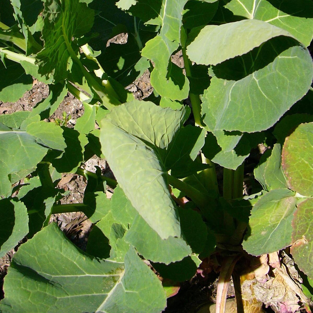 German Green Top Swede/ Rutabaga 'Gelbe Wilhelmsburger' (Brassica napus ...