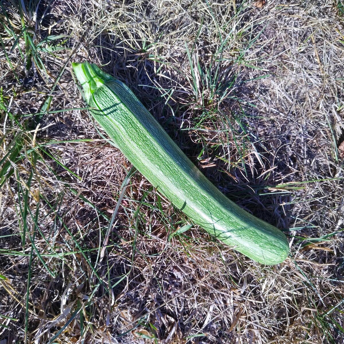 Zucchini 'Cocozelle di Tripolis' (Cucurbita pepo) seeds