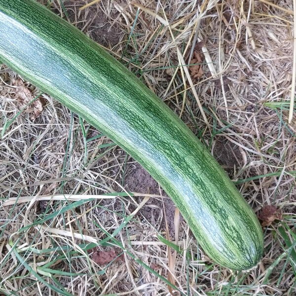 Zucchini 'Cocozelle di Tripolis' (Cucurbita pepo) seeds