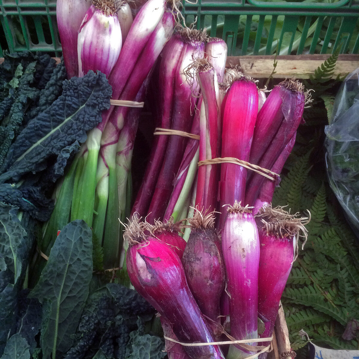 Onion 'Long Red Florence' (Allium cepa) seeds