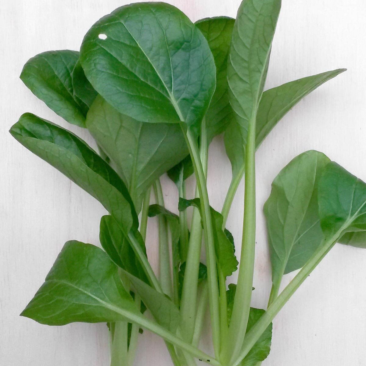 Komatsuna Mustard Seeds KOMATSUNA LEAFY JAPANESE MUSTARD GREENS PLANT ...