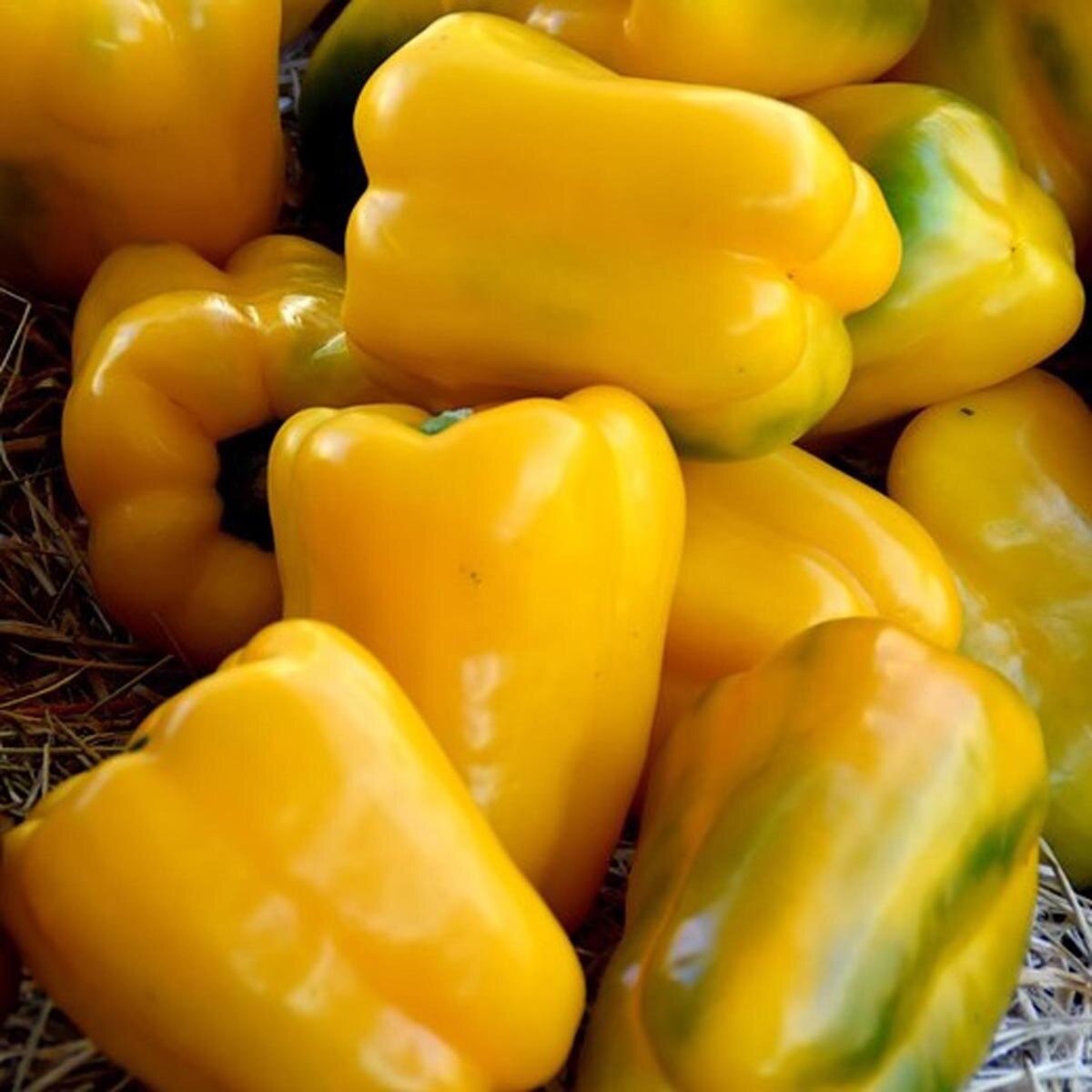 Yellow Bell Pepper 'Quadrato D'asti Giallo' (Capsicum annuum) seeds