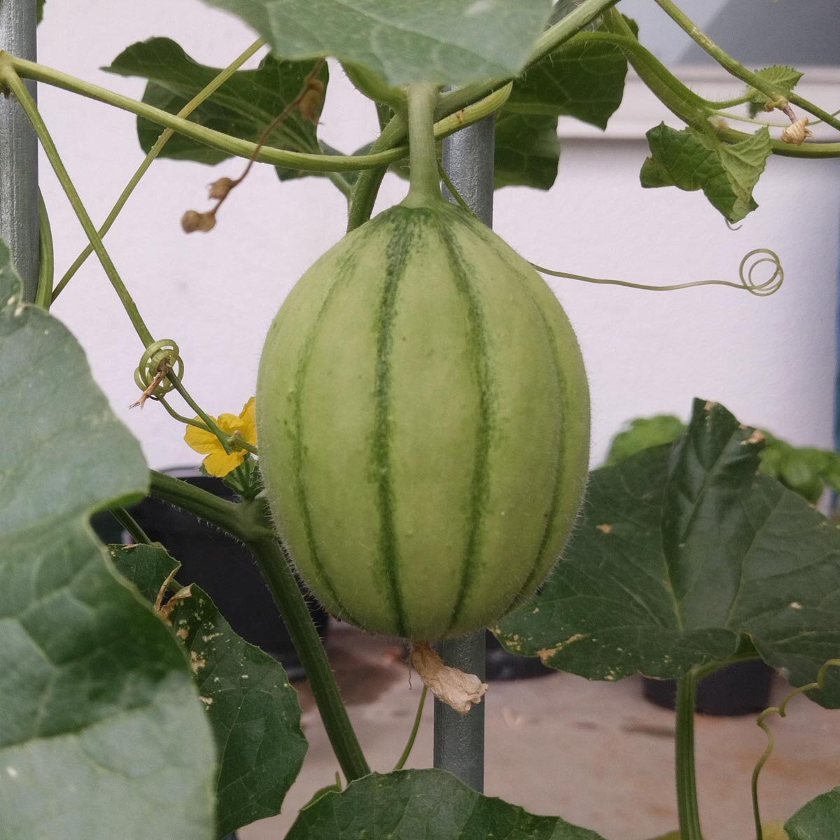 Cantaloupe Melon 'Charentais' (Cucumis melo) seeds