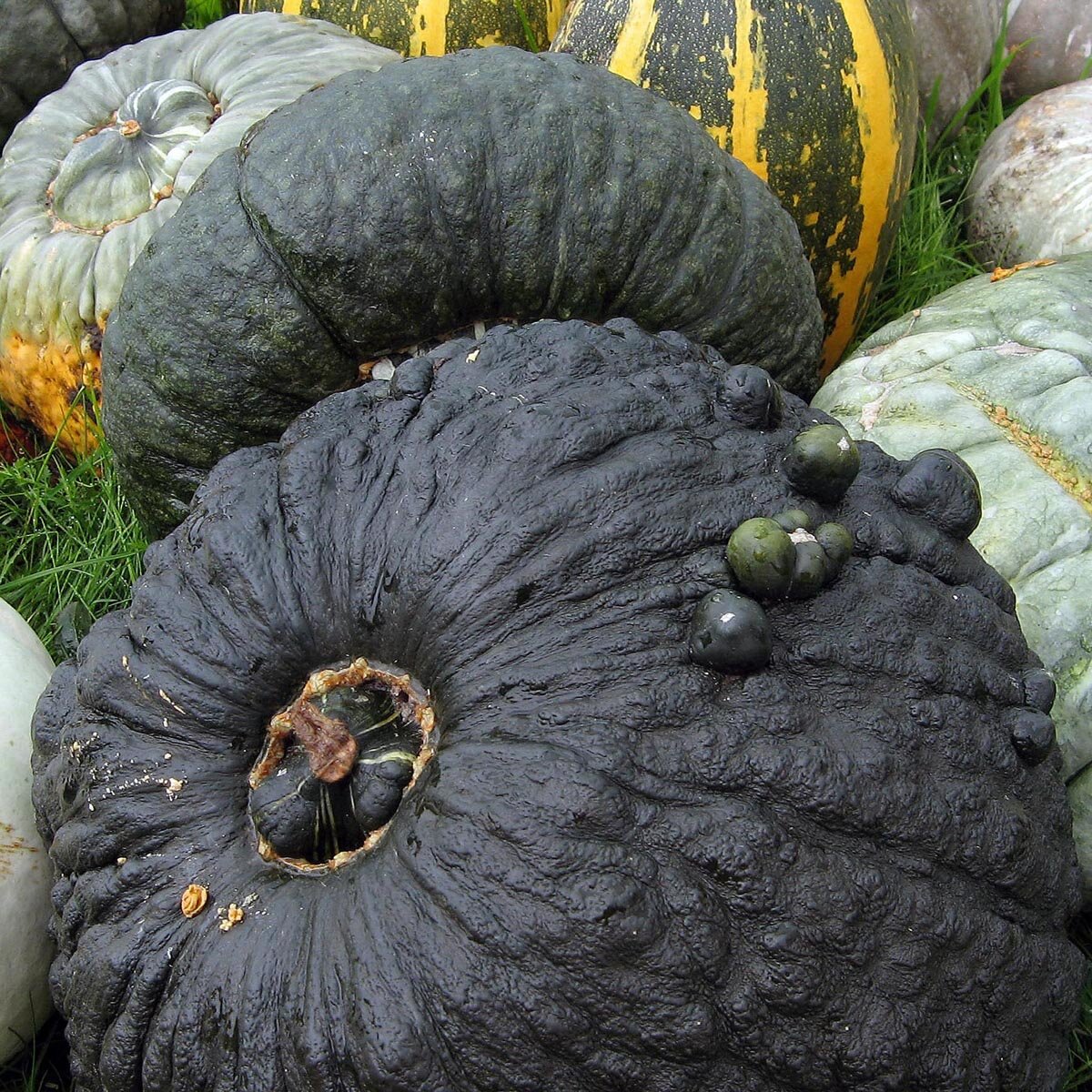 Winter Squash 'Marina di Chioggia' (Cucurbita maxima) seeds