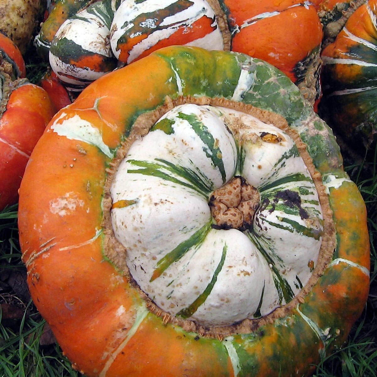 Turban Squash (Cucurbita maxima) seeds