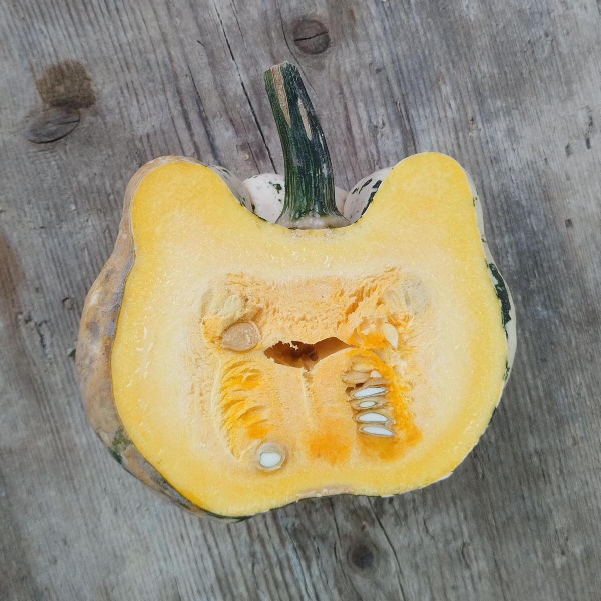 Dumpling Squash 'Sweet Dumpling' (Cucurbita pepo) seeds
