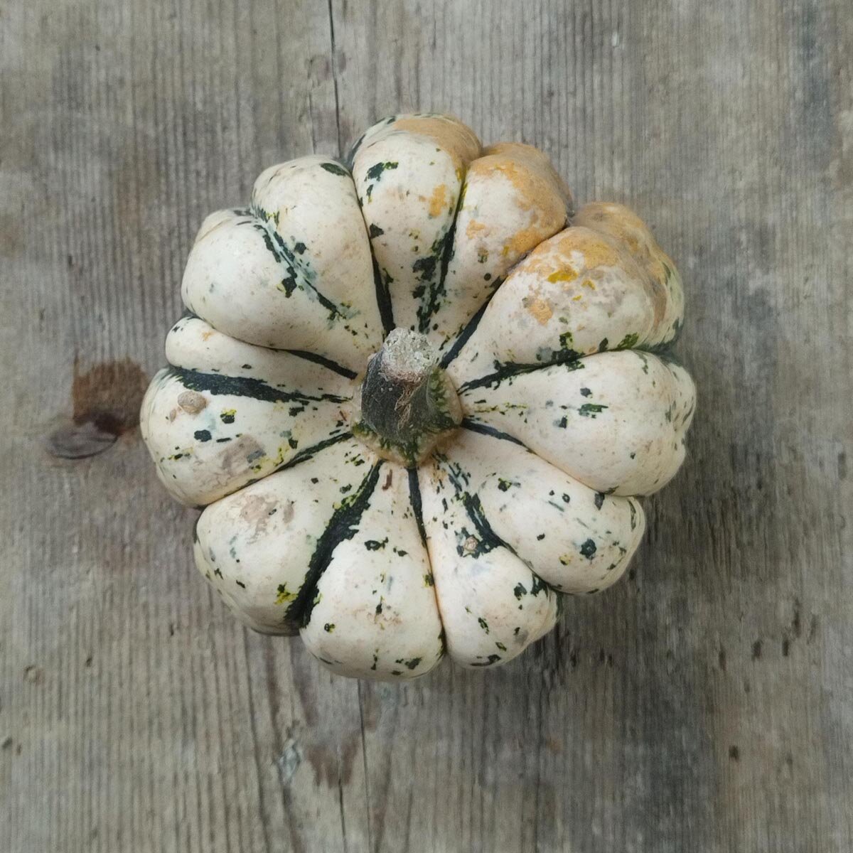 Dumpling Squash 'Sweet Dumpling' (Cucurbita pepo) seeds