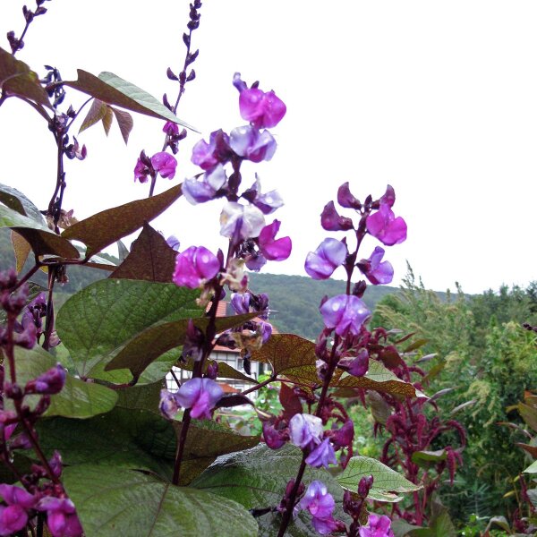 Hyacinth Bean (Lablab purpureus) seeds