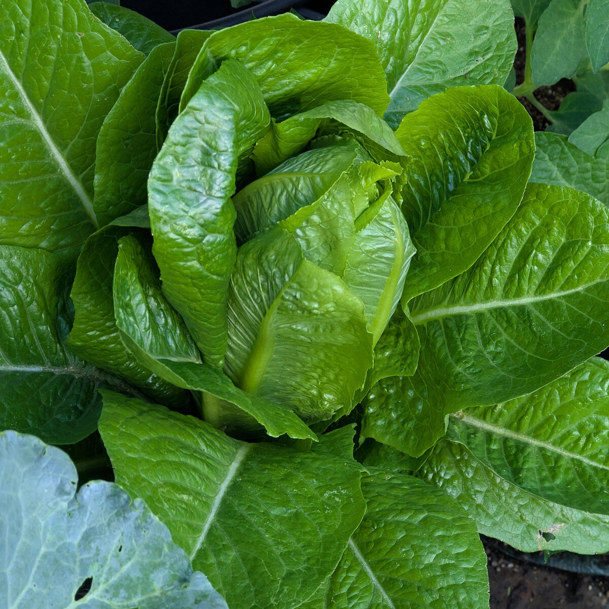 Green Coral Lettuce 'Lollo Bionda' (Lactuca sativa var. crispa) seeds