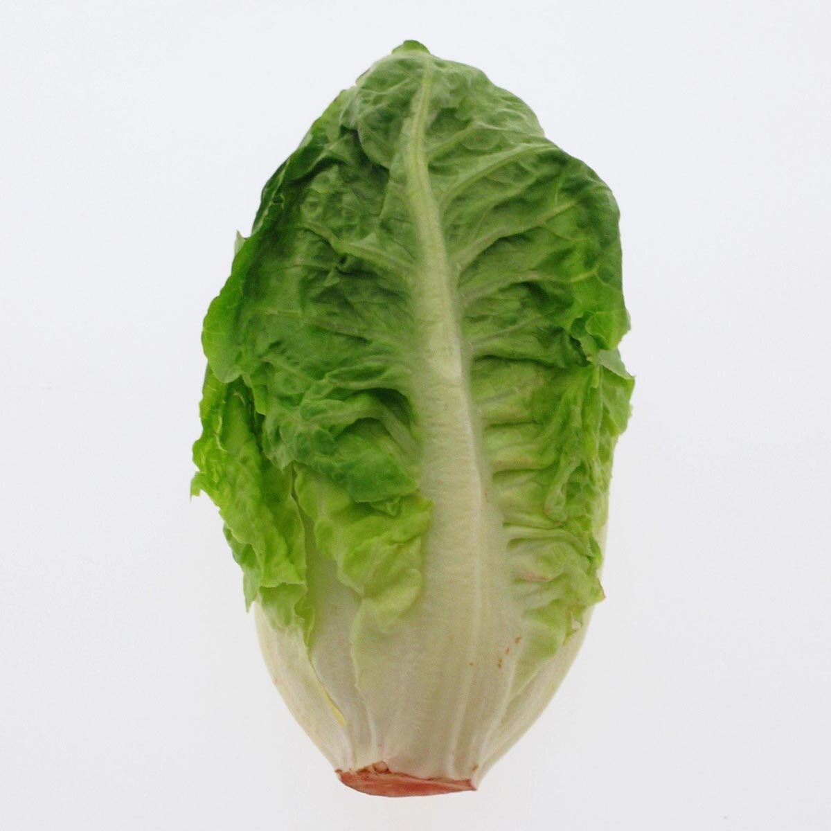 Romaine lettuce 'Little Gem' (Lactuca sativa) seeds