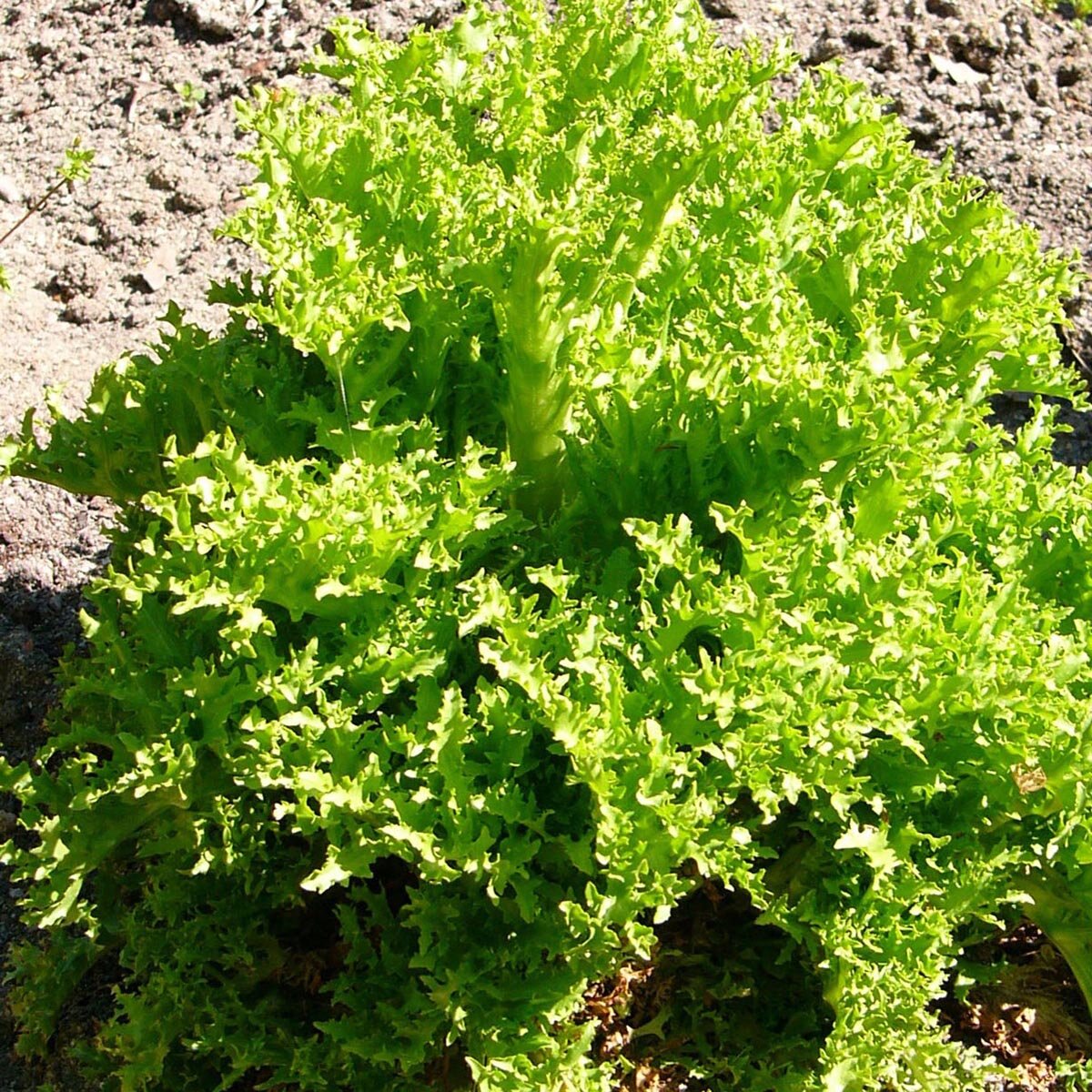 Garden Endive 'Pancalieri' (Cichorium endivia) seeds