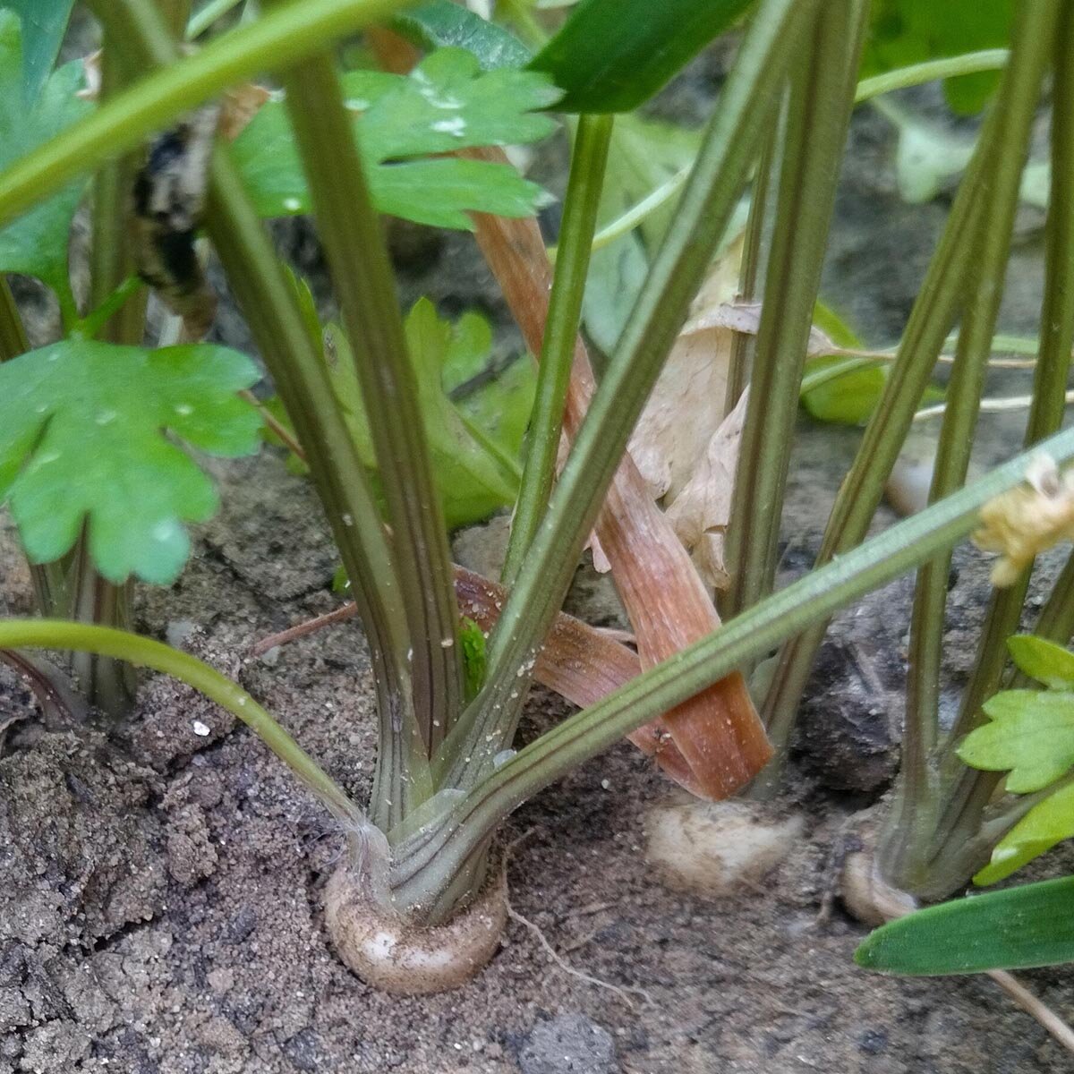 Hamburg Root Parsley (Petroselinum crispum) seeds