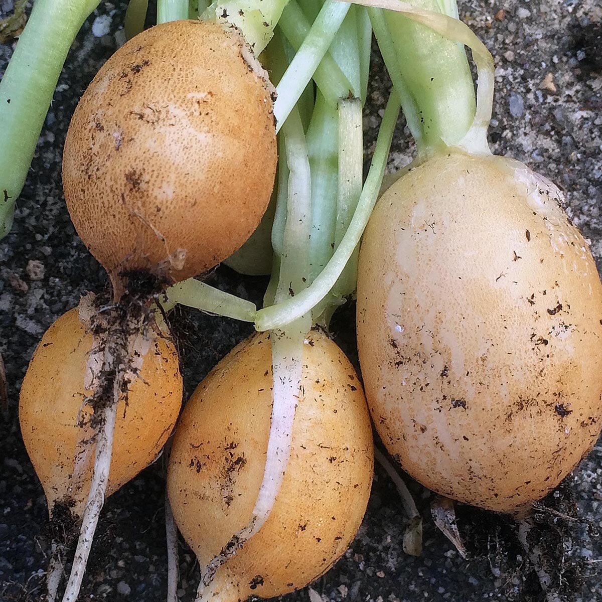 Golden Garden Radish 'Zlata' (Raphanus sativus) seeds