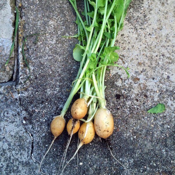Golden Garden Radish 'Zlata' (Raphanus sativus) seeds