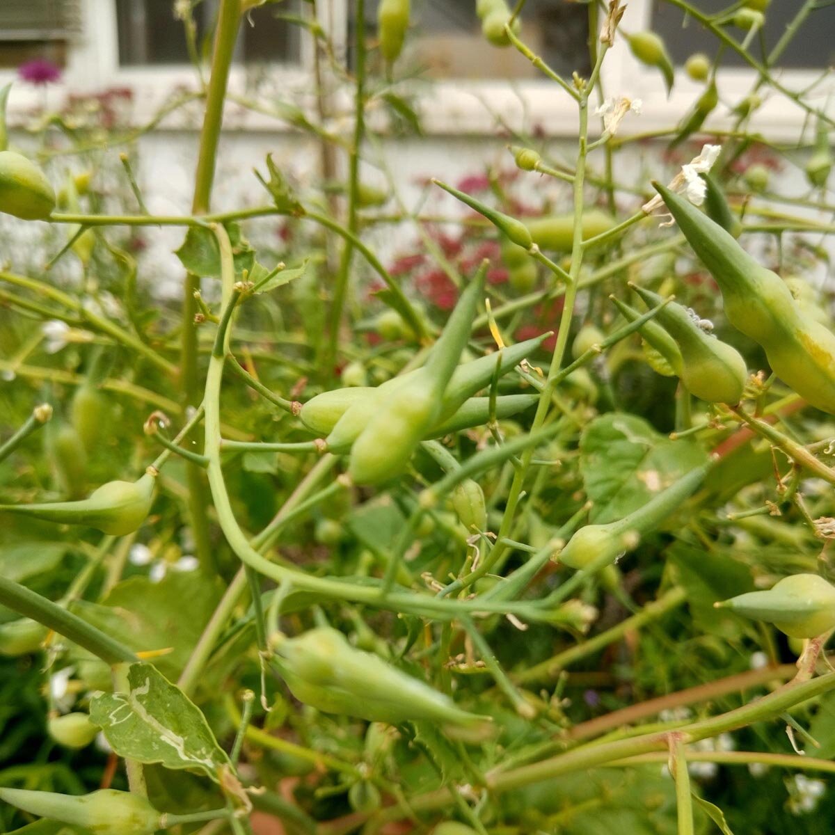 Watermelon Radish 'Red Meat' (Raphanus sativus) seeds
