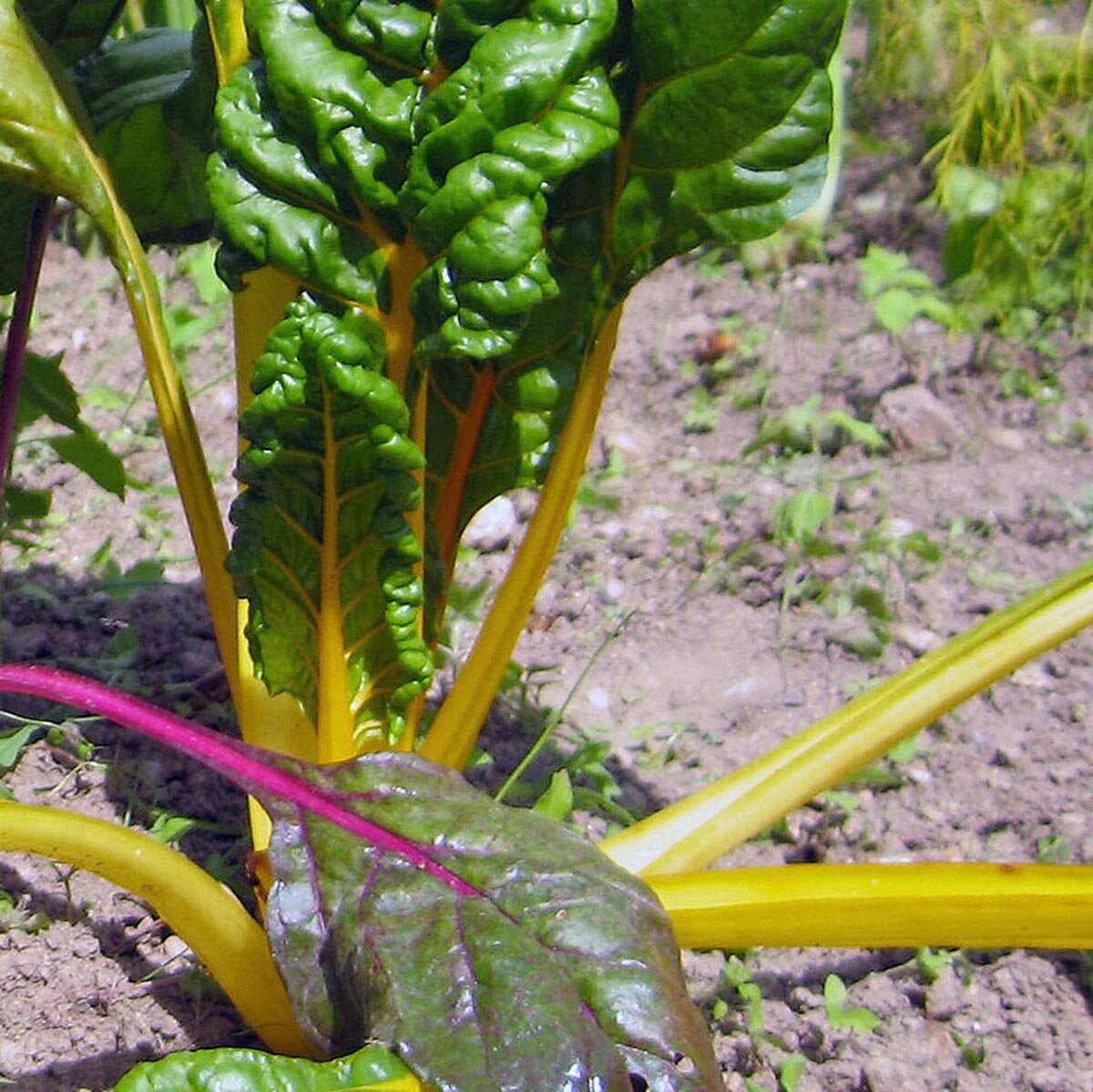 Yellow Swiss Chard 'Bright Yellow' (Beta vulgaris subsp. vulgaris) seeds