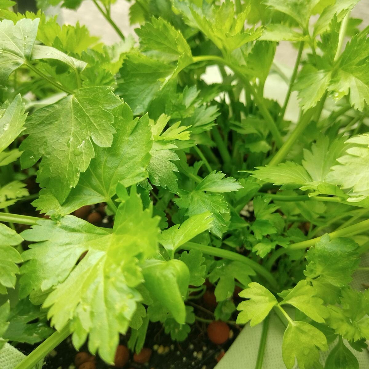 Chinese Celery 'Kin-tsai' (Apium graveolens) seeds