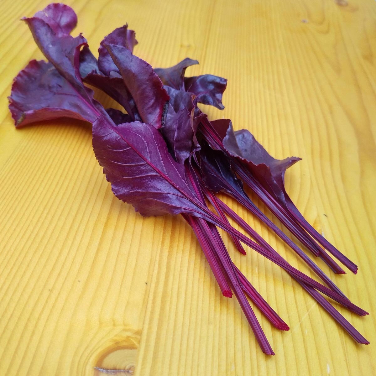 Bull's Blood Beet (Beta vulgaris) seeds